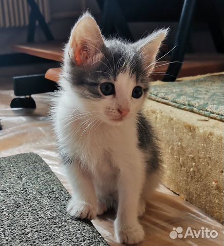 Котенок девочка бесплатно