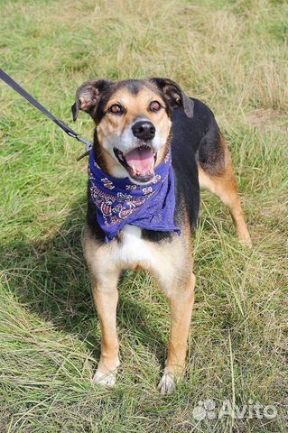 Собака Стелла в добрые руки