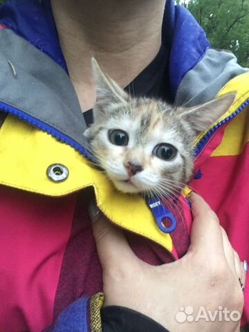 Кошка Дюна, 6 месяцев