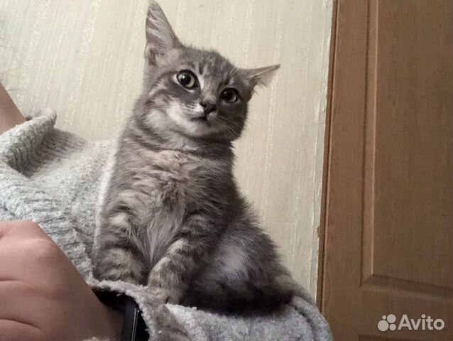 Котекок в добрые руки