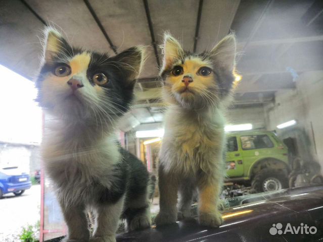 Котята в добрые руки