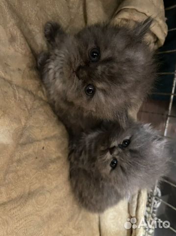 Персидские котята