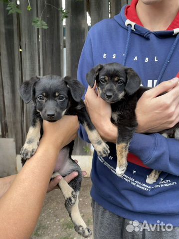 Щенок в добрые руки