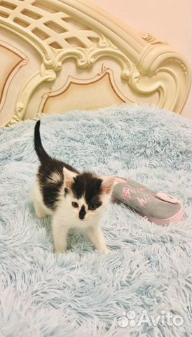 Котеночек 1,5 месяца в заботливые руки