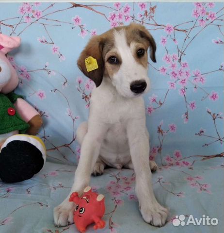 Классный щенок Гоша в добрые руки