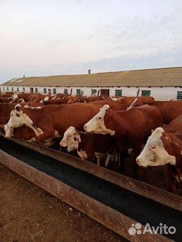 Продам коров и тёлок казахской белоголовой породы