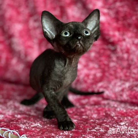 Девон-рекс чёрный