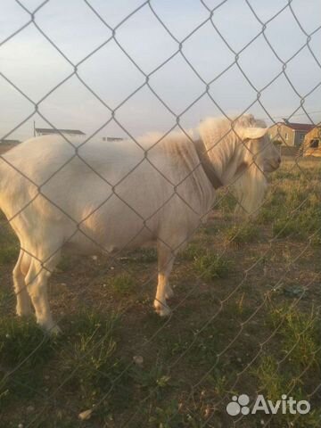 Козел зааненский