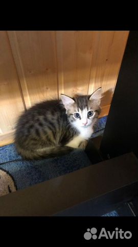 Кошка