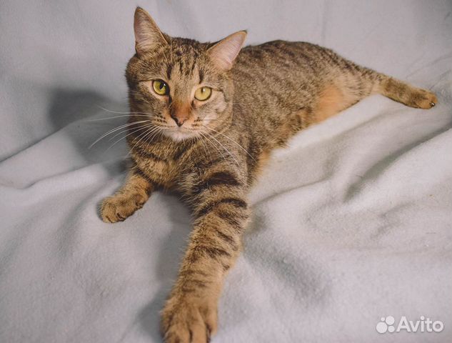 Отличный котяра Федот очень вас ждет
