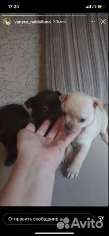 Собаки чихуахуа