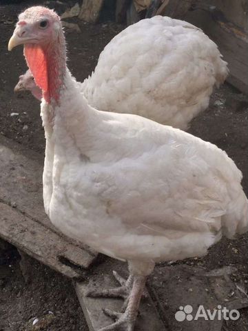 Индюки биг 6