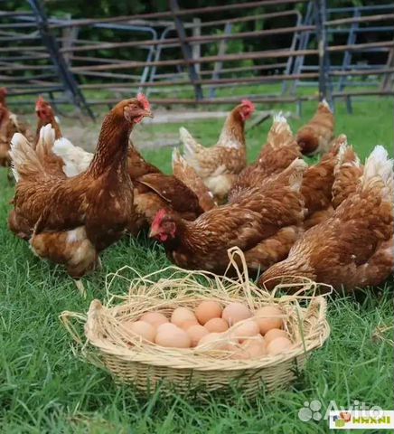 Куры несушки продам