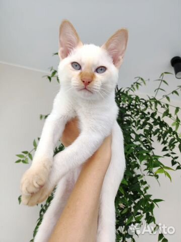 Котенок Меконгский Бобтейл
