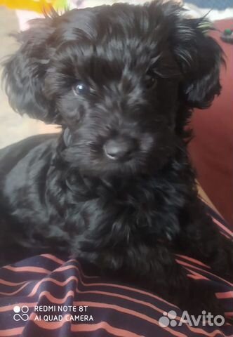 Метис йорка