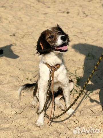 Собака помесь со спаниелем