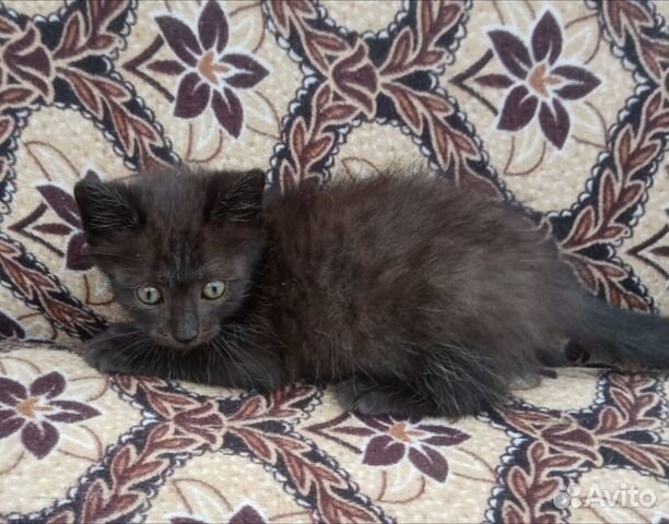 Котёнок - мишка
