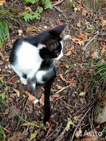 Кошка Маруся