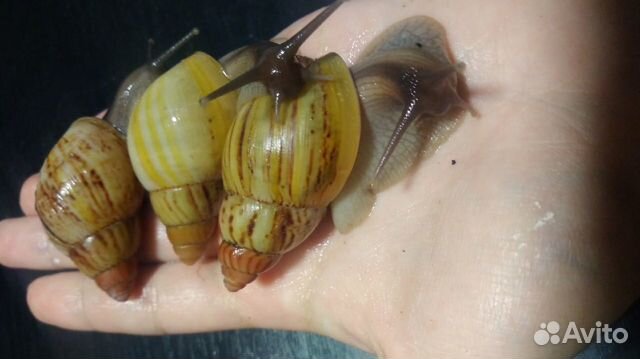 Улитки разных видов