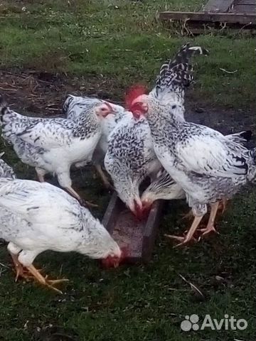 Петухи красивые молодые