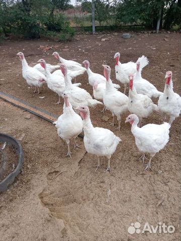 Индюки живым весом