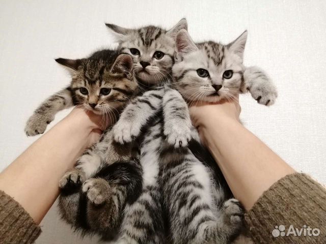 Котята от шотландской кошки