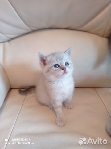 Котята британской серебристой шиншиллы девочки