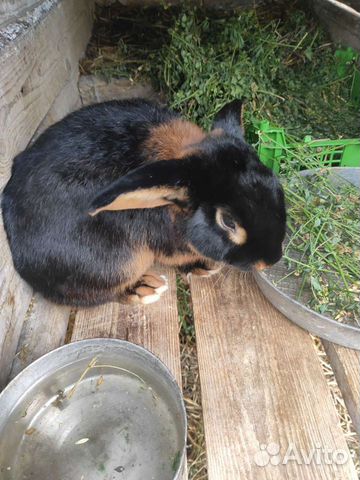 Чёрно-огненный кролик