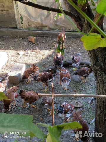 Куры орловской породы