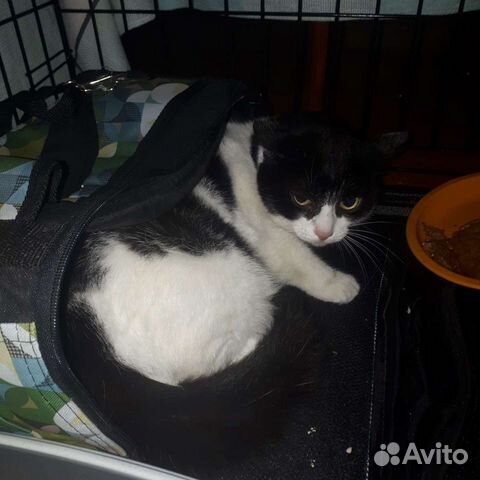 Кота выкинули на дачах Крупный кастрированный спок