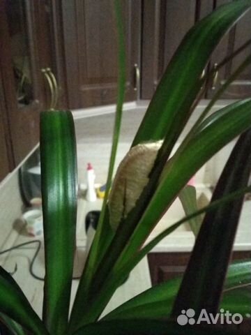 Оотека) кладка богомола