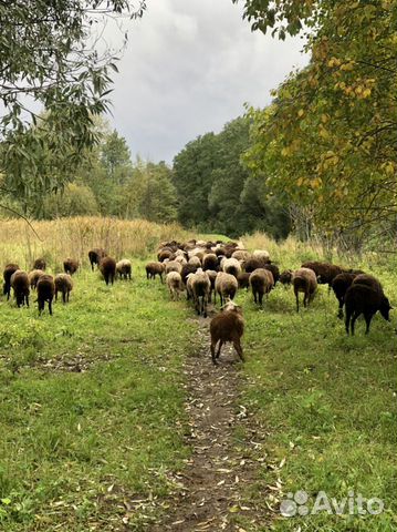 Овцы бараны ягнята оптом