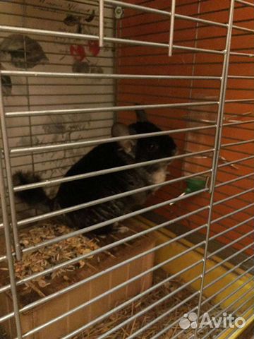 Шиншилла черный бархат