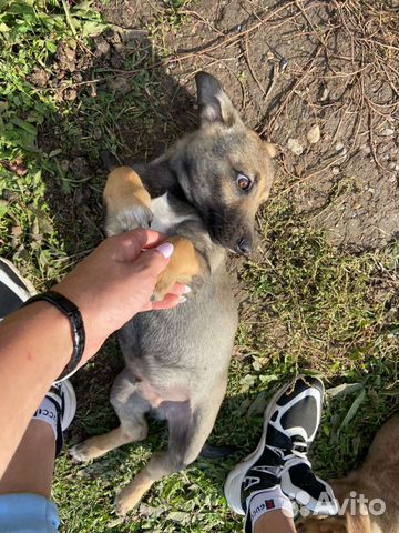 Отдам щенка кобелька не крупной породы