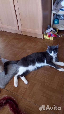 Кошка в дар