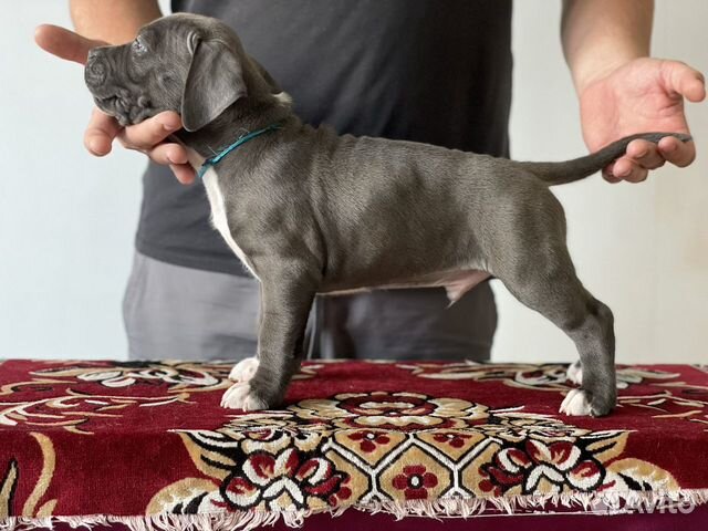 Голубой кобель амстафф