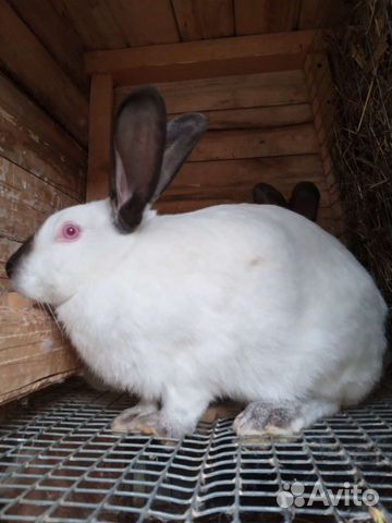 Кролики и крольчихи на племя