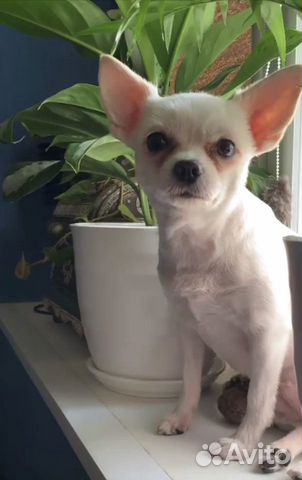 Мальтезе мальтийская болонка