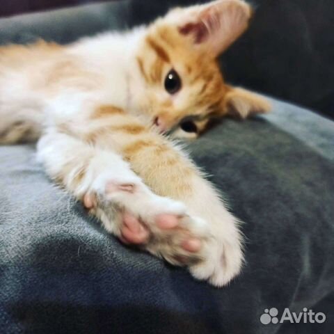 Кошка (котенок) 2 месяца рыжая