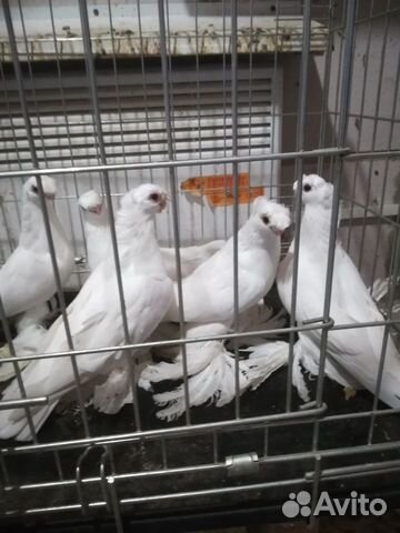 Голуби узбекские