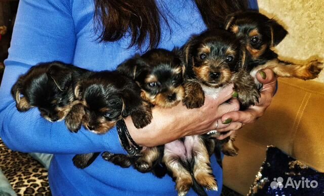 Йоркширский терьер щенки