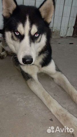 Сибирский хаски