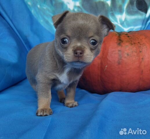 Лиловый малыш чихуа