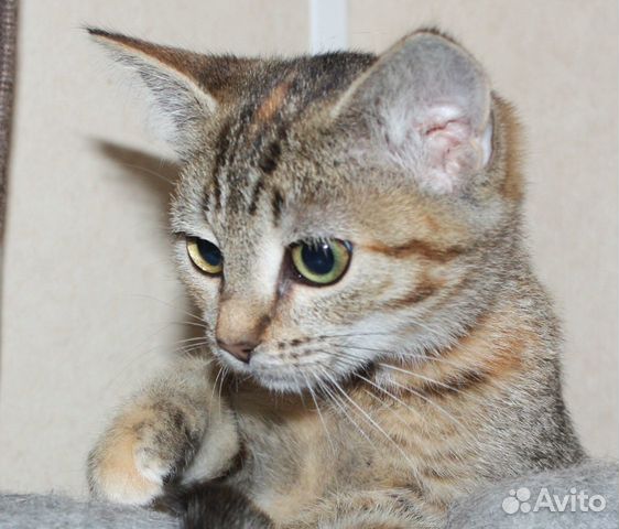 Котенок Милаша 3 месяца в добры руки