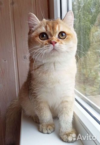 Британский золотой ласкун