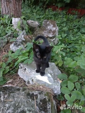 Черный котик в добрые руки