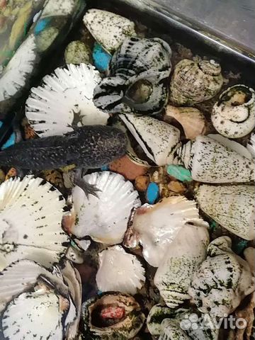 Аскалотель