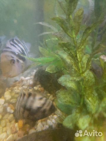 Аквариум с тумбой