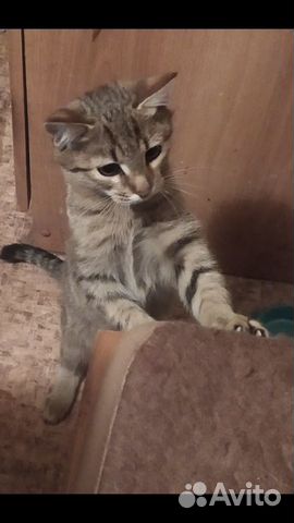 Котёнок (мальчик 3,5 мес)