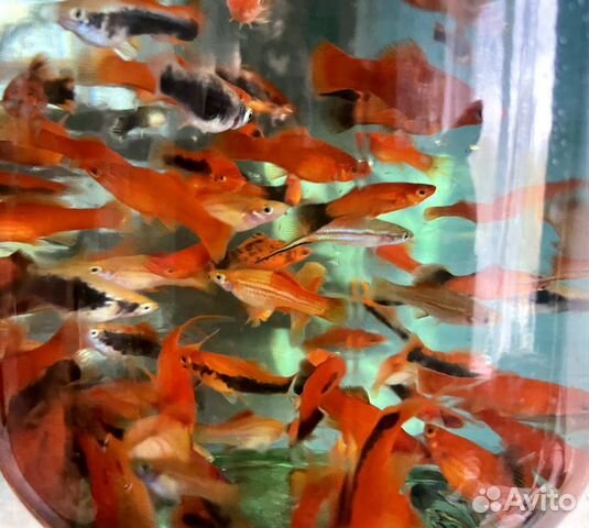 Рыбки меченосцы